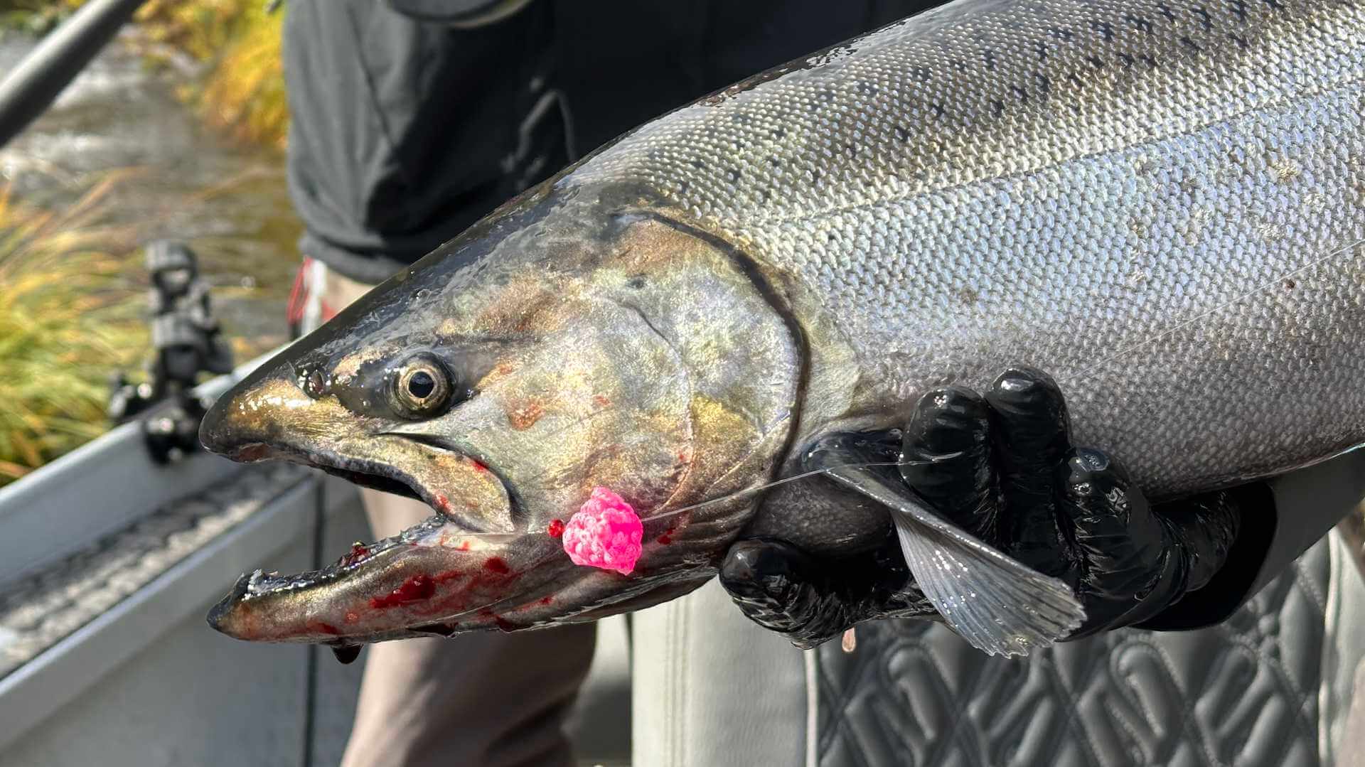 EPIC Fall Chinook Fishing MASSACRE | Centerpin Bobber Downs | 2024