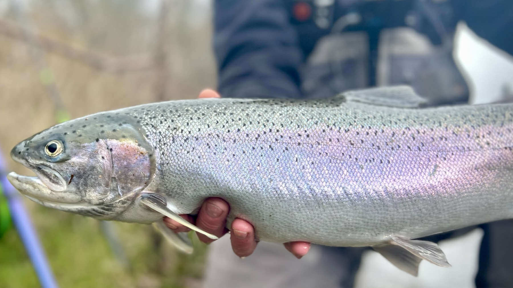 Southern Oregon Steelheaders