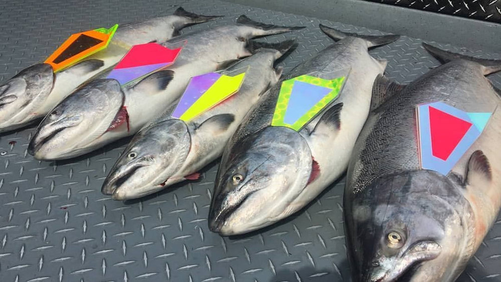 Steelhead Fishing Tackle | Elevated Tackle