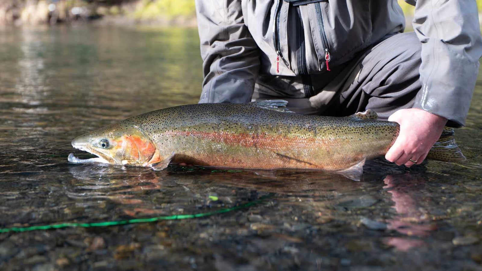 Steelhead Fishing Tackle | Elevated Tackle