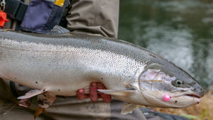 Steelhead Soft Beads | Hyper Blue | Elevated Tackle